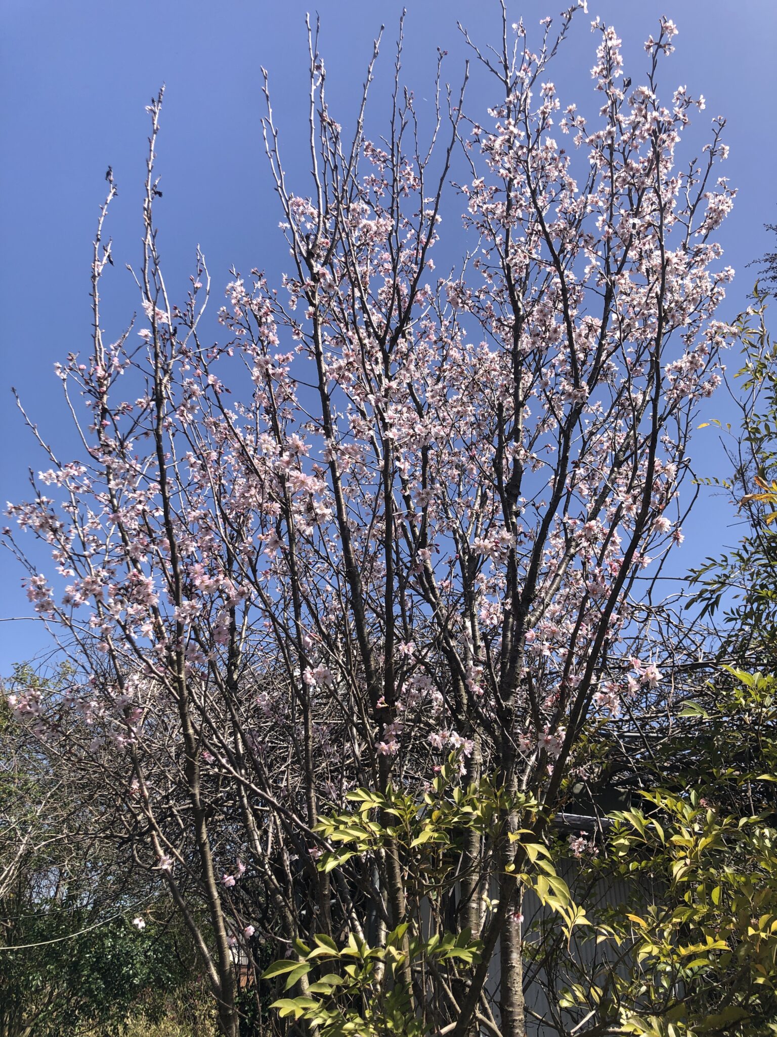 SAKURA – スタッフブログ